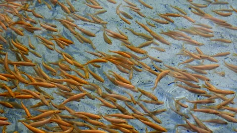 Rainbow trout fry swim in a fish incubat... | Stock Video | Pond5