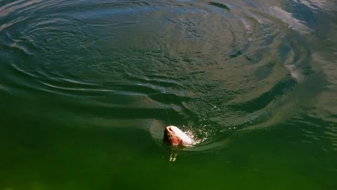 A rainbow trout is seen wriggling in a p... | Stock Video | Pond5