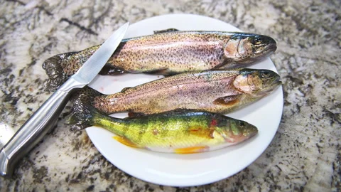 Rainbow trout, smallmouth bass fish two ... | Stock Video | Pond5