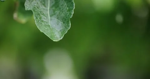 Again Falling Stock Videos – Royalty-Free HD & 4K Videos