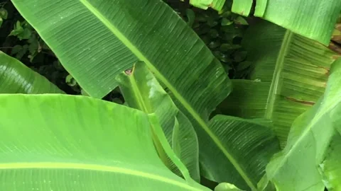 Banana Tree Leaf Stock Videos – Royalty-Free HD & 4K Videos | Pond5