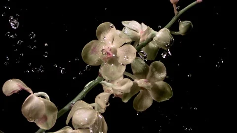 Falling Flowers Background Stock Videos – Royalty-Free HD & 4K Videos ...