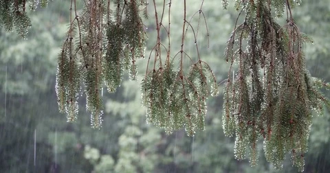 Raindrops on Nature Tree Background 4K S... | Stock Video | Pond5