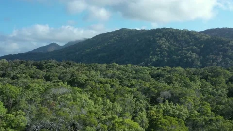Rainforest From Above Stock Footage ~ Royalty Free Stock Videos | Pond5
