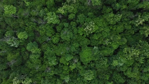 Taiga Rainforest Stock Video Footage | Royalty Free Taiga Rainforest ...