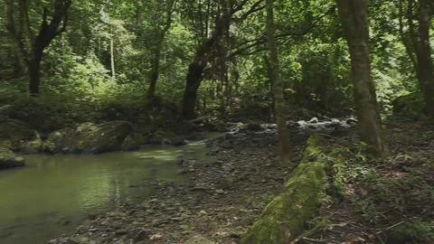 Rainforest, Borneo, small stream | Stock Video | Pond5