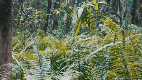 African Rain Forest Stock Videos – Royalty-Free HD & 4K Videos | Page 8