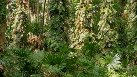Rainforest ecosystem and healthy environ... | Stock Video | Pond5
