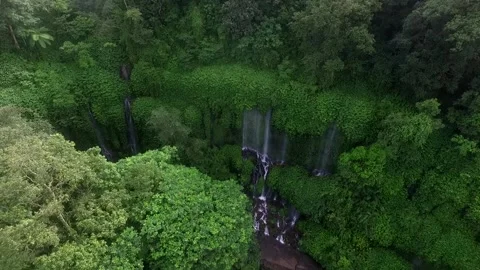 Rainforest ecosystem and healthy environ... | Stock Video | Pond5