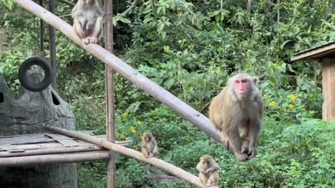 Bamboo Rainforest Stock Footage ~ Royalty Free Stock Videos | Pond5