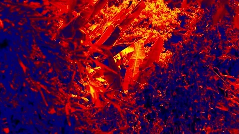 Rainforest infrared | Stock Video | Pond5