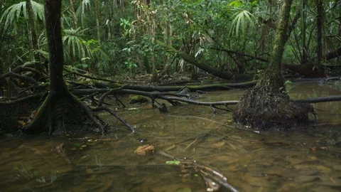 Rainforest Jungle of Maya Biosphere Rese... | Stock Video | Pond5