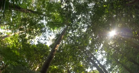 Rainforest jungle tree canopy wilderness... | Stock Video | Pond5