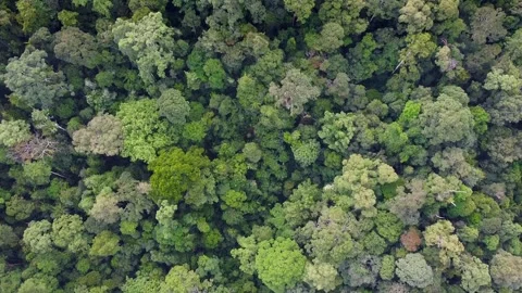 Rainforest in Kayan Mentarang National P... | Stock Video | Pond5