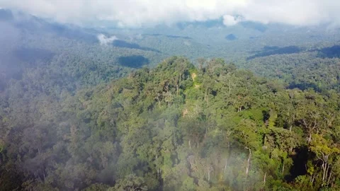Rainforest in Kayan Mentarang National P... | Stock Video | Pond5