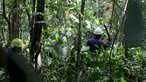 In the rainforest, men cut down trees wi... | Stock Video | Pond5
