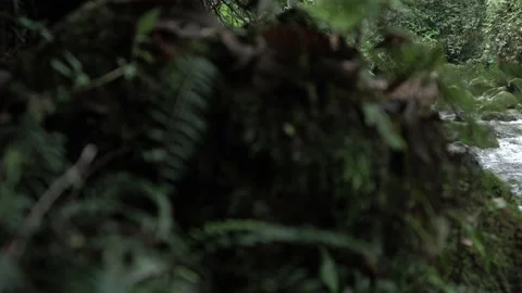 Rainforest moving slider shot revealing ... | Stock Video | Pond5