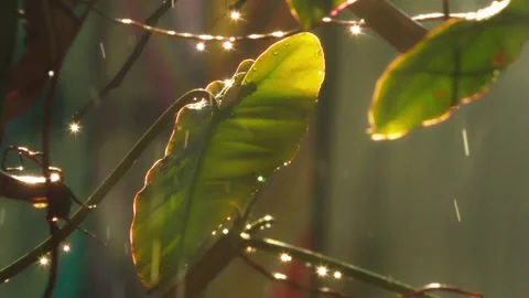 Amazon Rainforest Storm Stock Videos – Royalty-Free HD & 4K Videos | Pond5