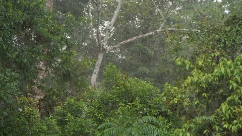 Amazon Rainforest Storm Stock Videos – Royalty-Free HD & 4K Videos | Pond5
