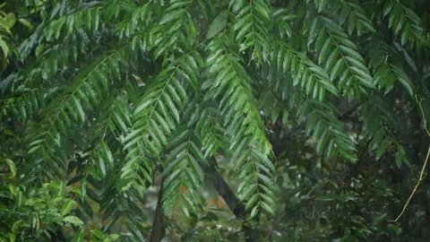 Amazon Rainforest Storm Stock Videos – Royalty-Free HD & 4K Videos | Pond5