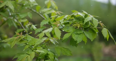 Windy Rainny Day Stock Videos – Royalty-Free HD & 4K Videos