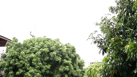 Windy Rainny Day Stock Videos – Royalty-Free HD & 4K Videos