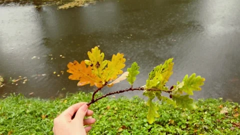 Rainy Fall Day Stock Videos – Royalty-Free HD & 4K Videos | Pond5