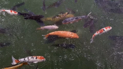 Rainy Day at a Temple Pool with Koi Fish... | Stock Video | Pond5