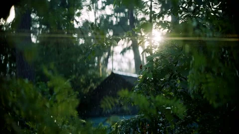 Rainy Serene Ecosystem. Rainfall Misty F... | Stock Video | Pond5