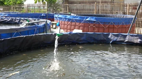 Raising and cultivating fish by using fi... | Stock Video | Pond5