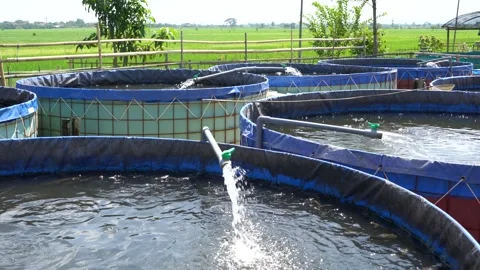 Raising and cultivating fish by using fi... | Stock Video | Pond5