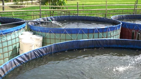Raising and cultivating fish by using fi... | Stock Video | Pond5