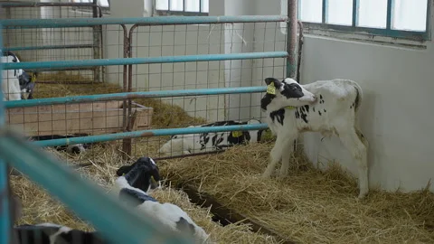 Shed Production Stock Videos – Royalty-Free HD & 4K Videos