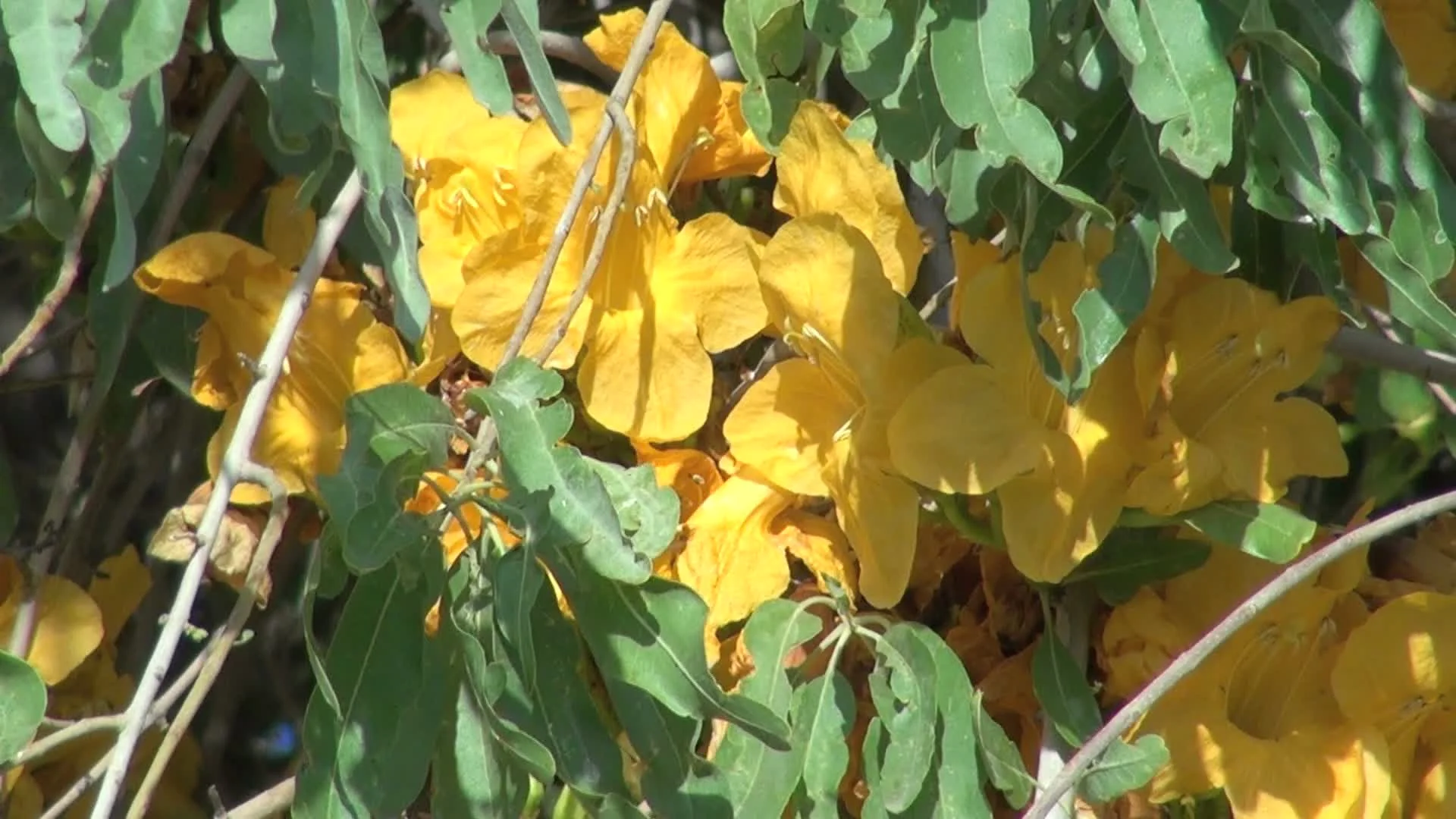 National Flower Of Rajasthan | Best Flower Site