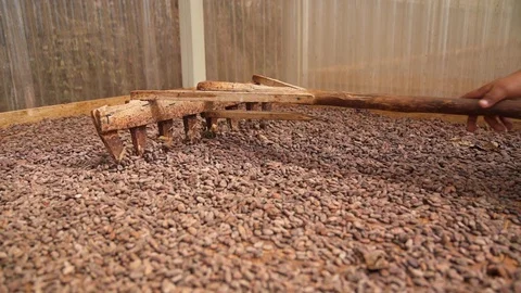 Cacao Beans Stock Video Footage | Royalty Free Cacao Beans Videos | Pond5