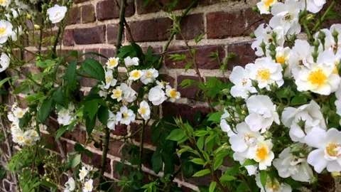 Rambling rose, Rosa ‘Rambling Rector ... | Stock Video | Pond5