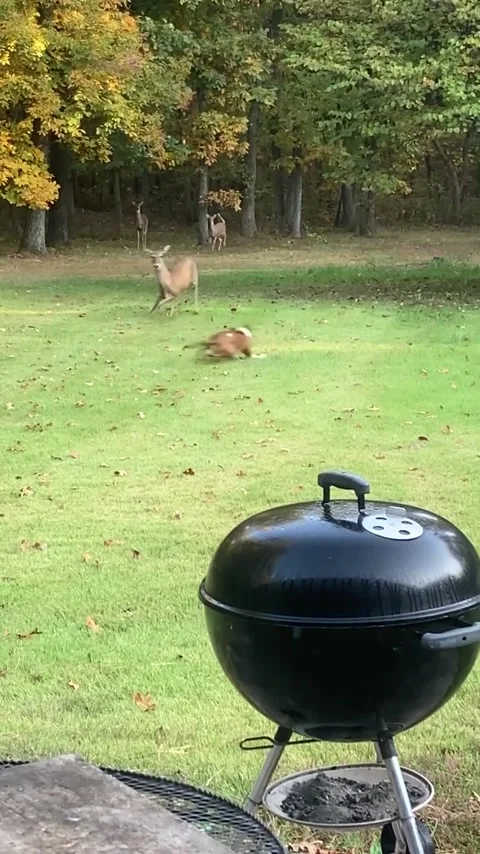 Rambunctious Stock Video Footage | Royalty Free Rambunctious Videos | Pond5