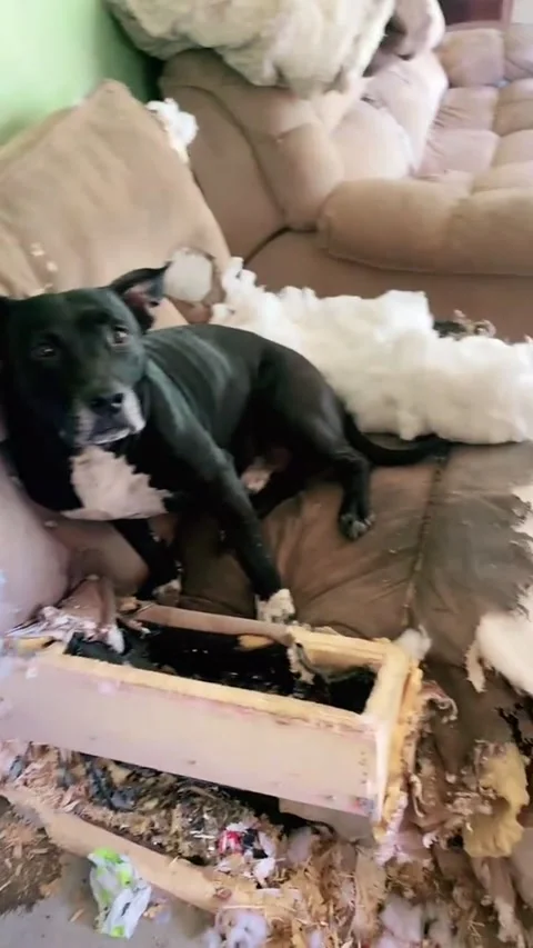 Rambunctious Stock Video Footage | Royalty Free Rambunctious Videos | Pond5