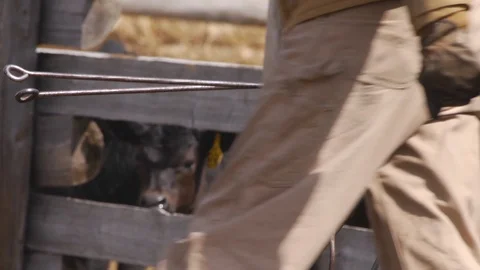 Rancher grabbing cattle brand on Montana... | Stock Video | Pond5