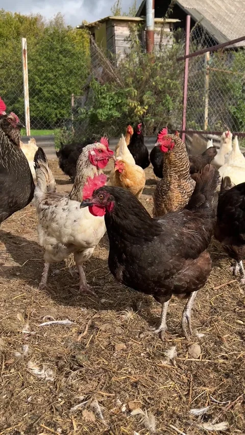 Range Chickens Looking at Camera. 4K. ve... | Stock Video | Pond5