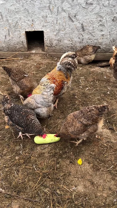 Range Chickens Looking at Camera. 4K. ve... | Stock Video | Pond5