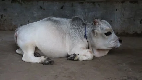 Rani claims to be world's smallest cow i... | Stock Video | Pond5