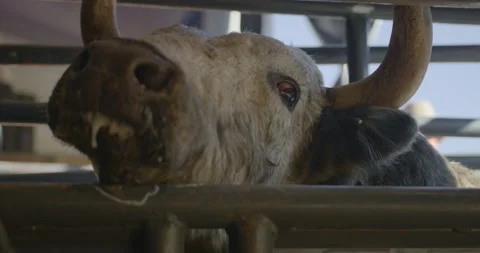 Drooling Stock Video Footage | Royalty Free Drooling Videos | Pond5