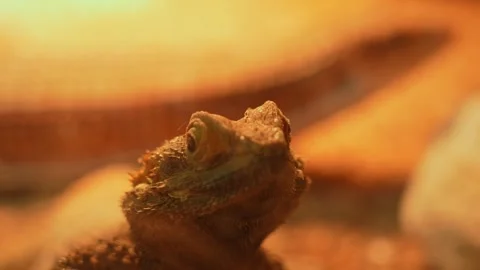 Beard For Lizard Stock Videos – Royalty-Free HD & 4K Videos