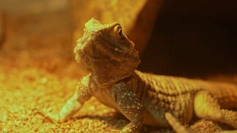Beard For Lizard Stock Videos – Royalty-Free HD & 4K Videos