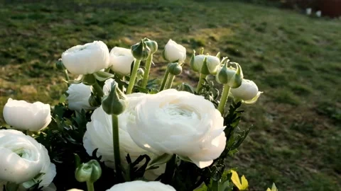 Buttercup Garden Stock Videos – Royalty-Free HD & 4K Videos