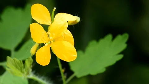 Buttercup Garden Stock Videos – Royalty-Free HD & 4K Videos