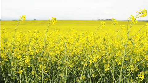 Rape Hd 1080 Stock Videos – Royalty-Free HD & 4K Videos