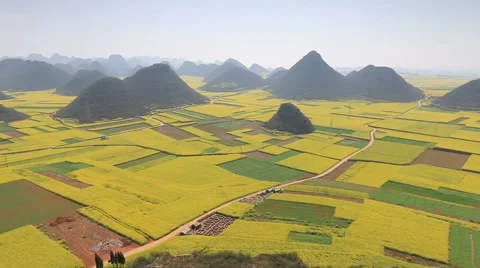 Luoping Rapeseed Stock Videos – Royalty-Free HD & 4K Videos