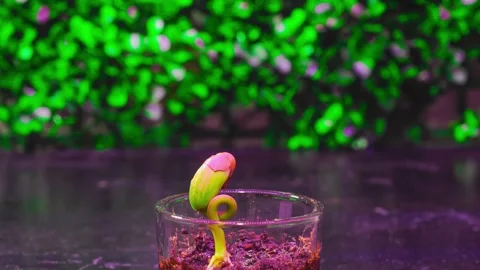 Seed Germ Stock Videos – Royalty-Free HD & 4K Videos | Pond5